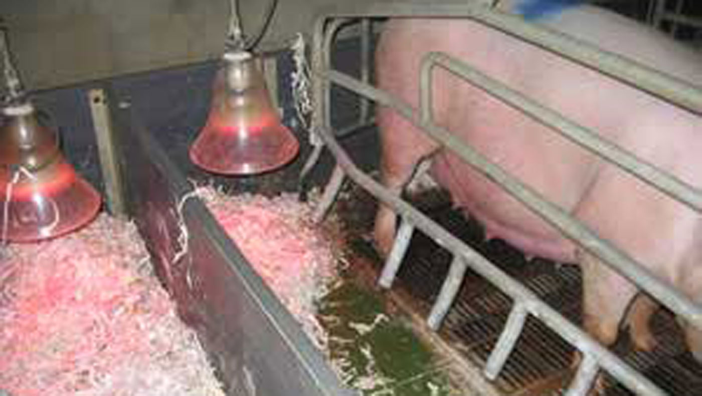 Los signos del parto en cerdas - Artículos - 3tres3, la página del Cerdo