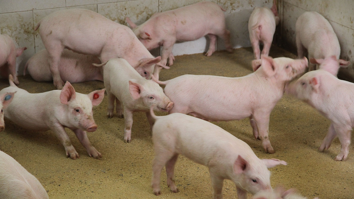 Control la variabilidad de peso del lechón en transcición (2/2 ...