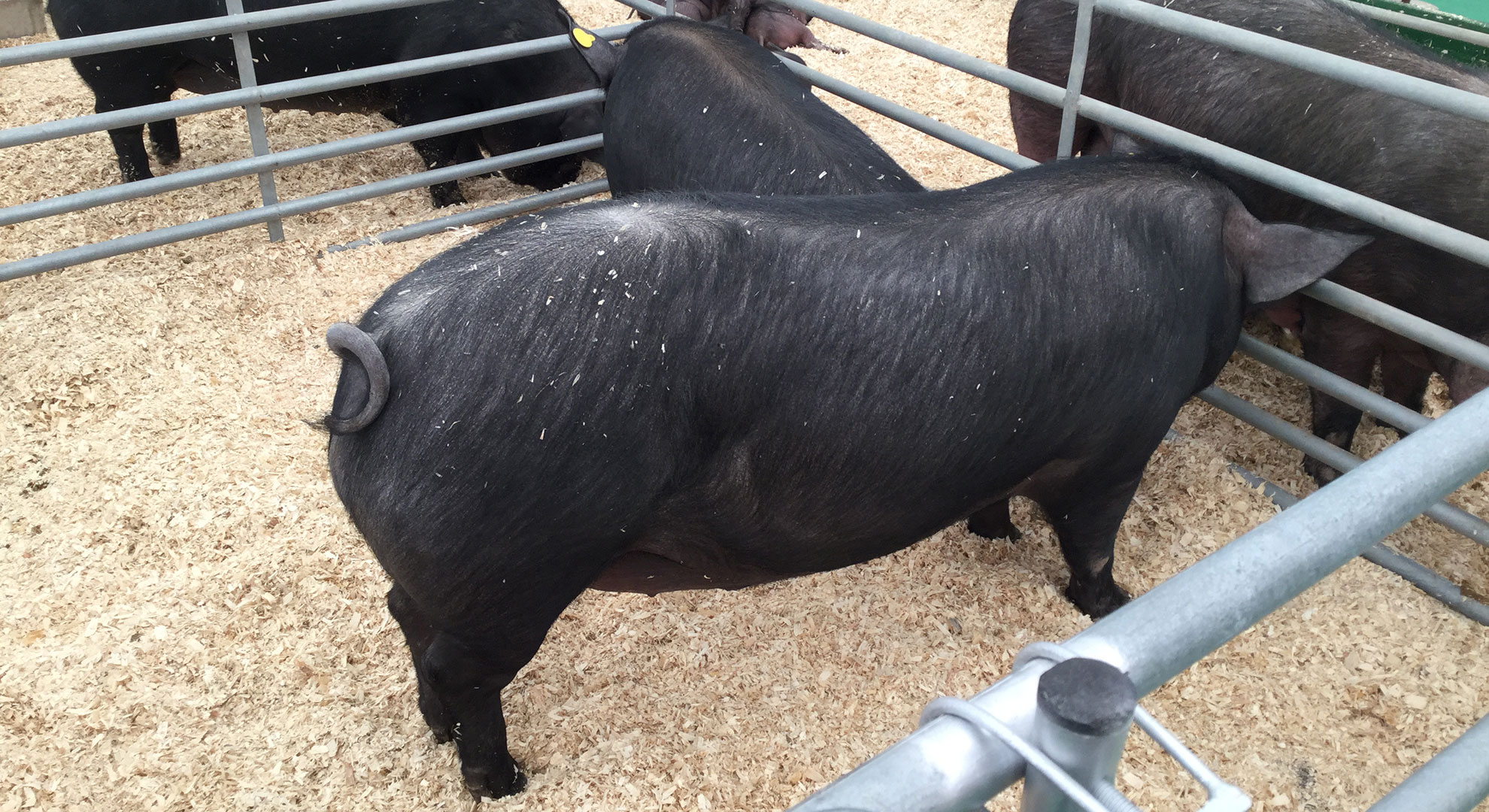 SEPOR 2016 - Reportajes - 3tres3, la página del Cerdo