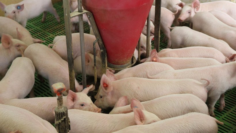 Transición a dietas sin óxido de zinc - Artículos - 3tres3, la página ...