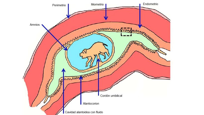 Resumen de la Conferencia de Porcino Allen D. Leman - Artículos ...