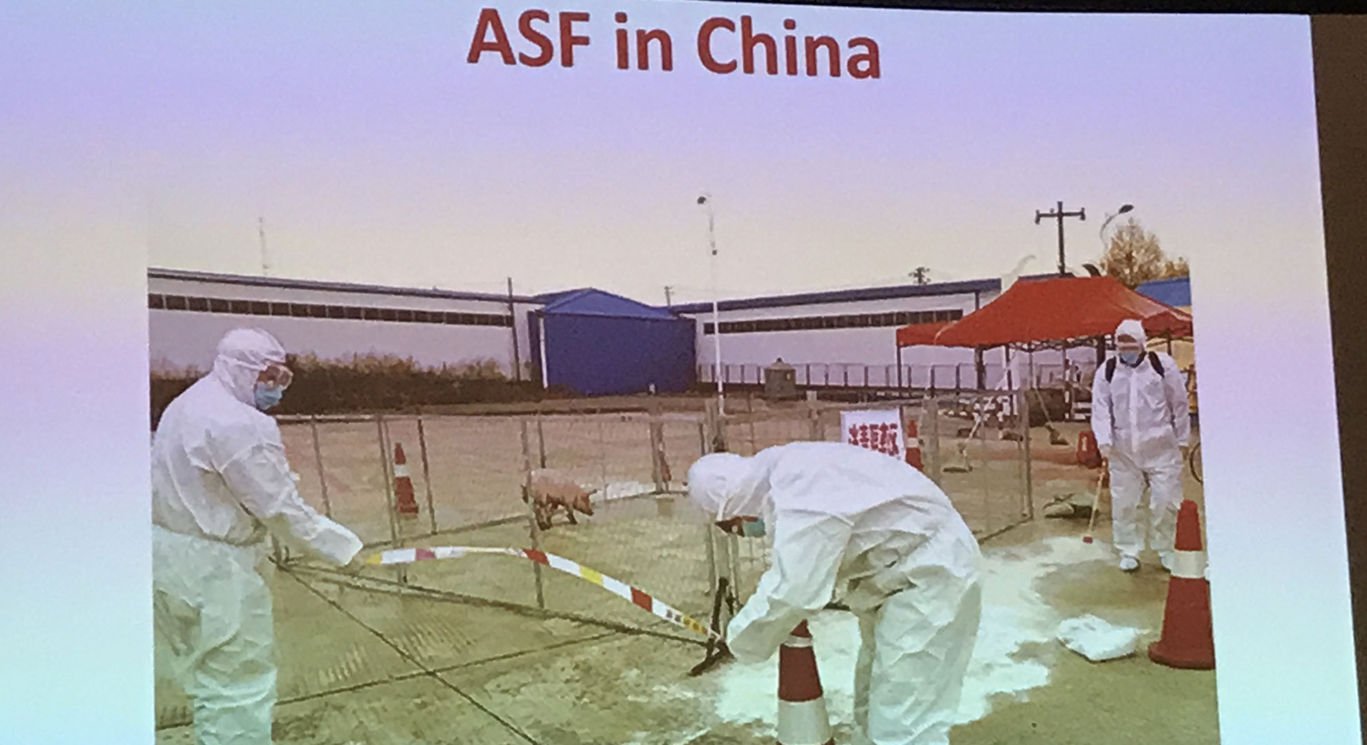 AASV 2019 - Reportajes - 3tres3, la página del Cerdo