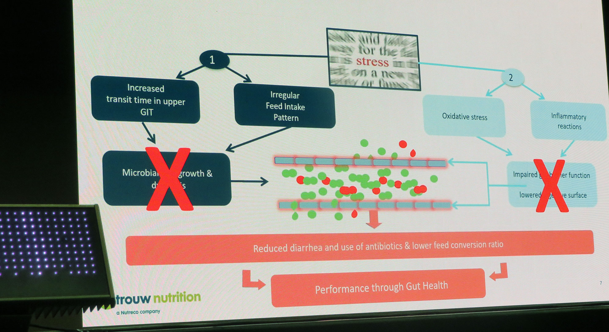 FEDNA 2019 - Reportajes - 3tres3, la página del Cerdo
