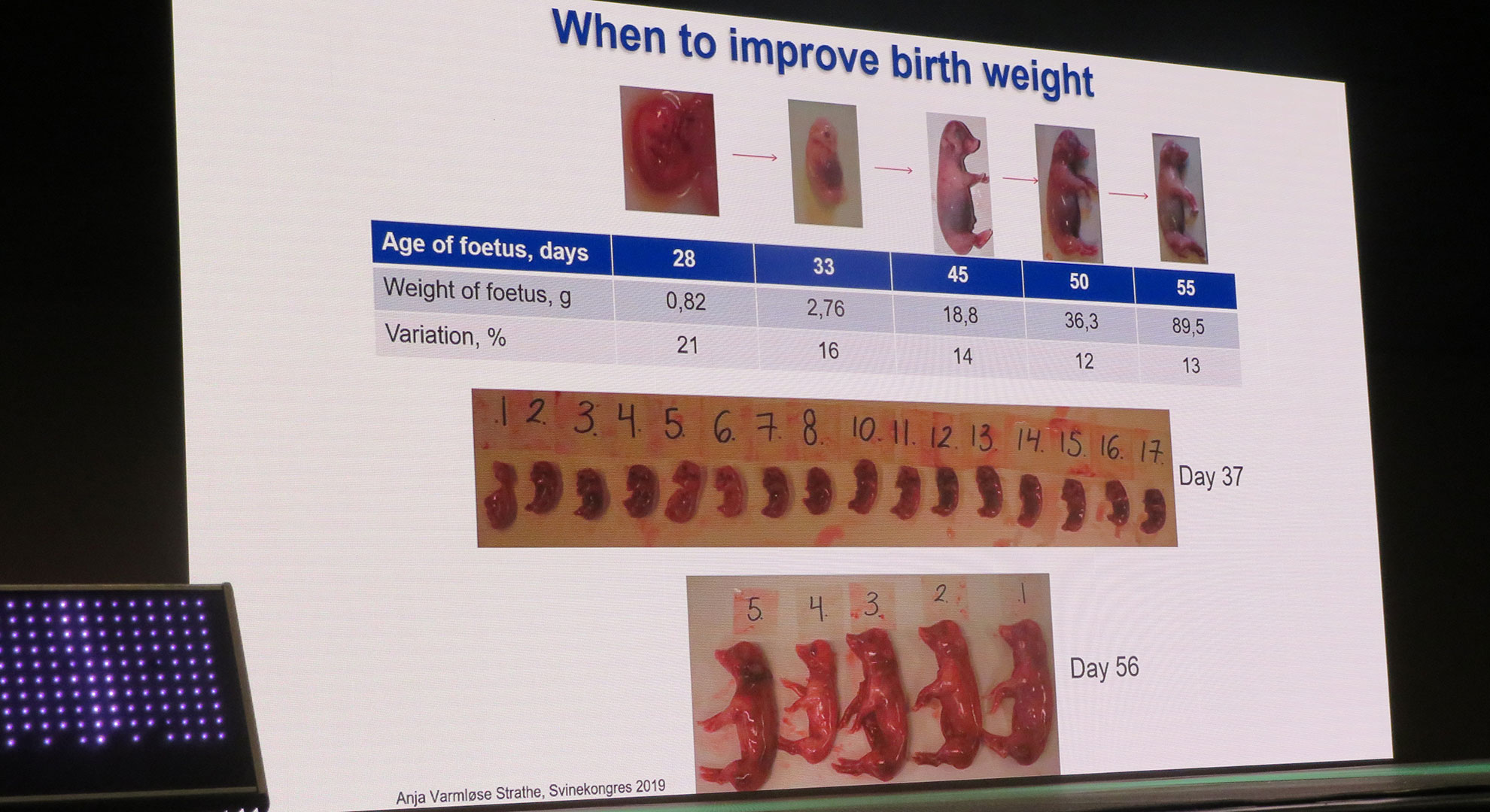 FEDNA 2019 - Reportajes - 3tres3, la página del Cerdo