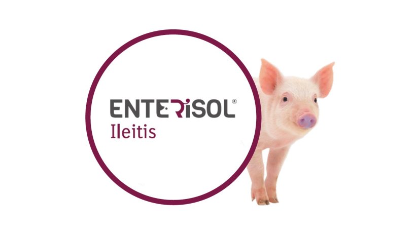 Enterisol® Ileitis reduce la prevalencia de infección por Salmonella ...