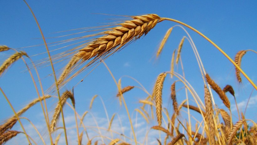 Centeno - Artículos - 3tres3, la página del Cerdo