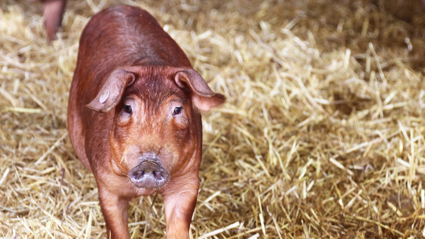 Grupo Copese se alía con los ganaderos locales por un precio justo ...