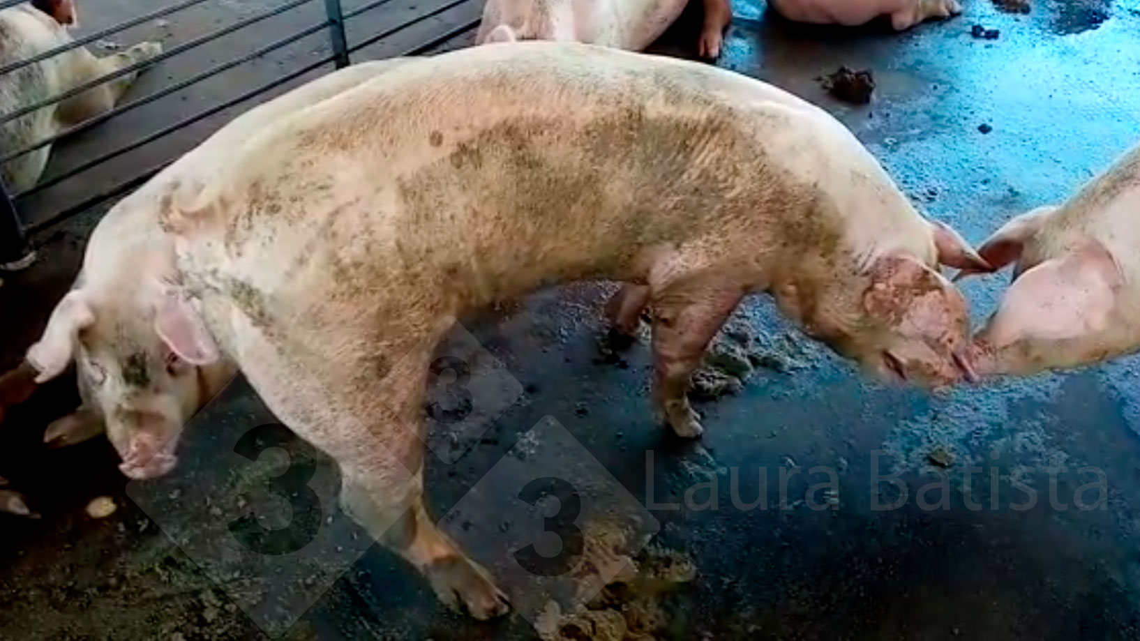 Caso clínico: App - Artículos - 3tres3, la página del Cerdo