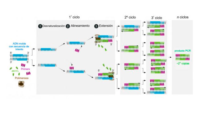Pcr Positivo Covid Que Significa En Ingles - Infoupdate.org