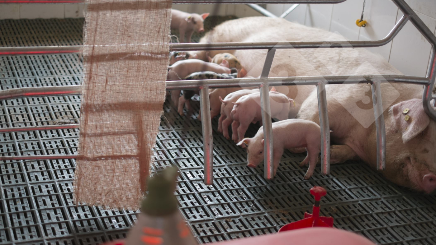 Eubióticos en producción porcina: Valoración económíca y rendimiento ...