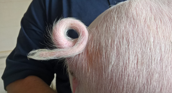 Dinamarca ejercerá un mayor control sobre el corte de colas en cerdos ...