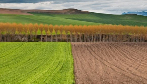 La CE propone excepciones a la obligatoriedad del barbecho - Noticias - 3tres3, la página del Cerdo