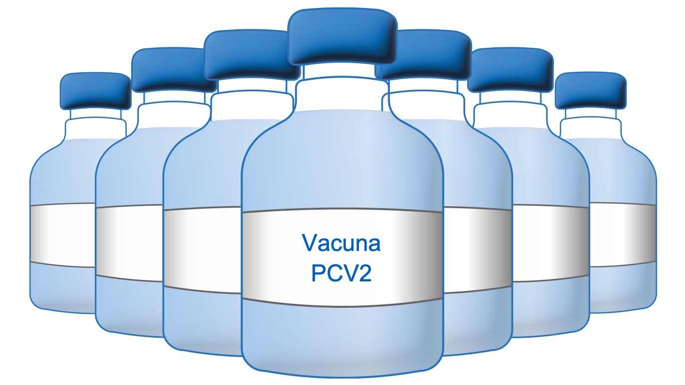 Vacunas frente a PCV2 - Artículos - 3tres3, la página del Cerdo
