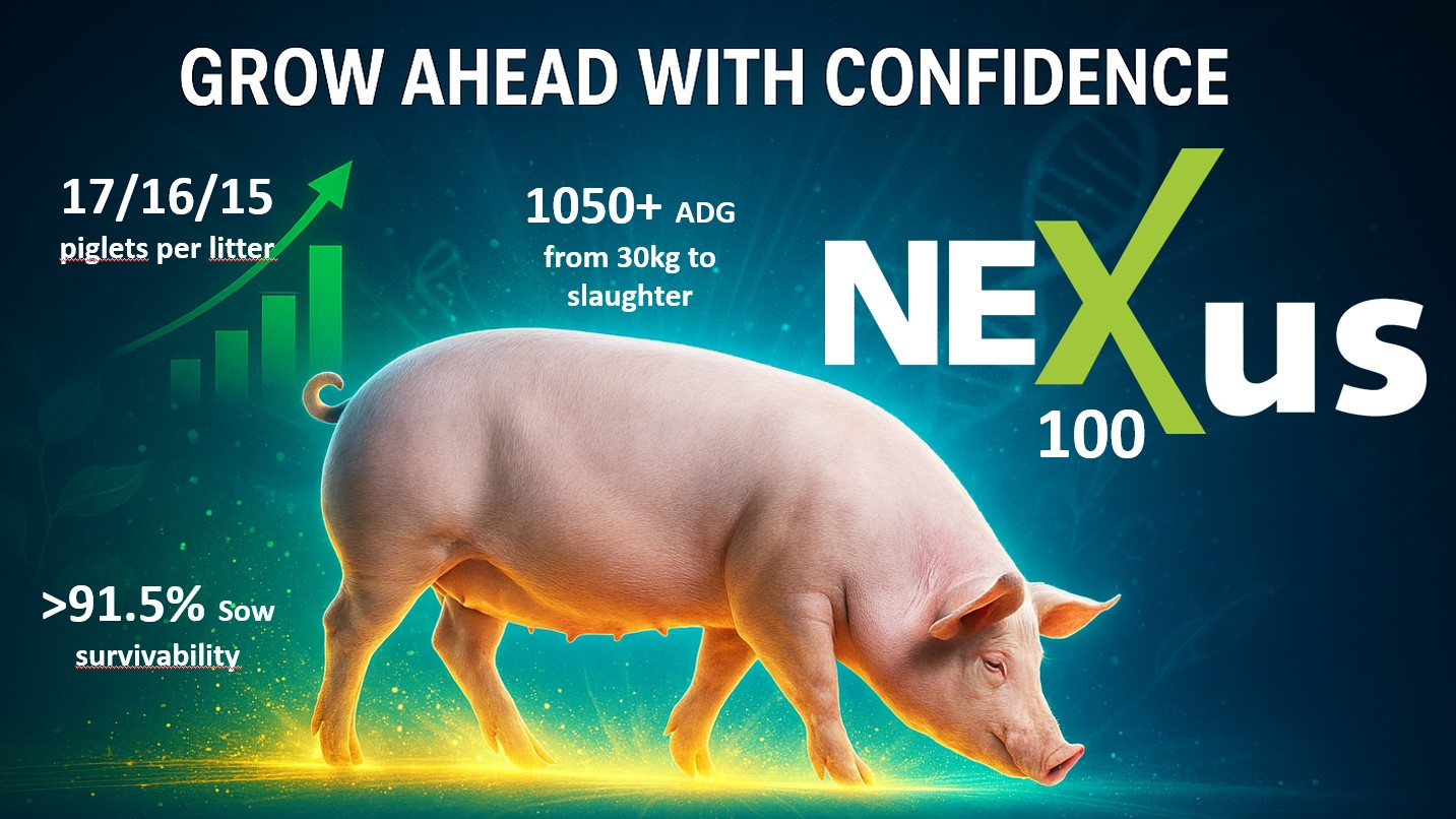 Hendrix Genetics Swine lanza Nexus 100, su nueva F1 - Notas de prensa ...
