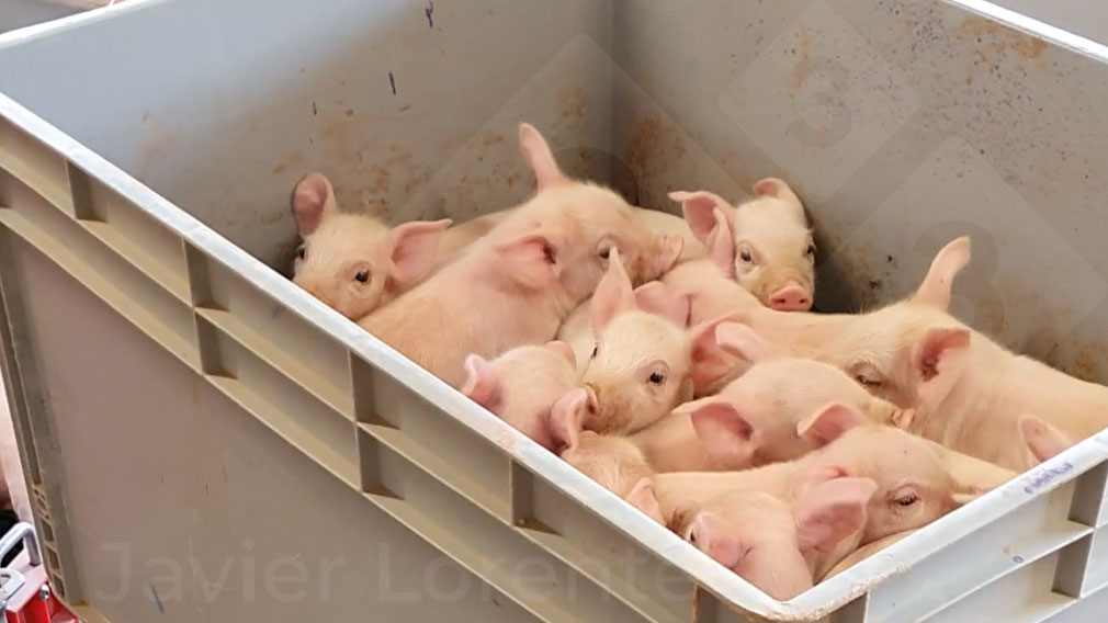 Cross fostering: How to handle hyperprolific sows - Articles - 3tres3 ...