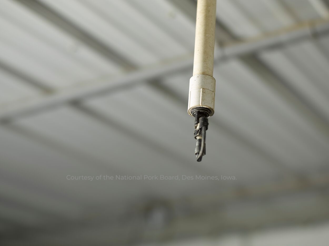 New pig welfare initiatives come into effect in Denmark - Swine news - 3tres3, pig to pork community