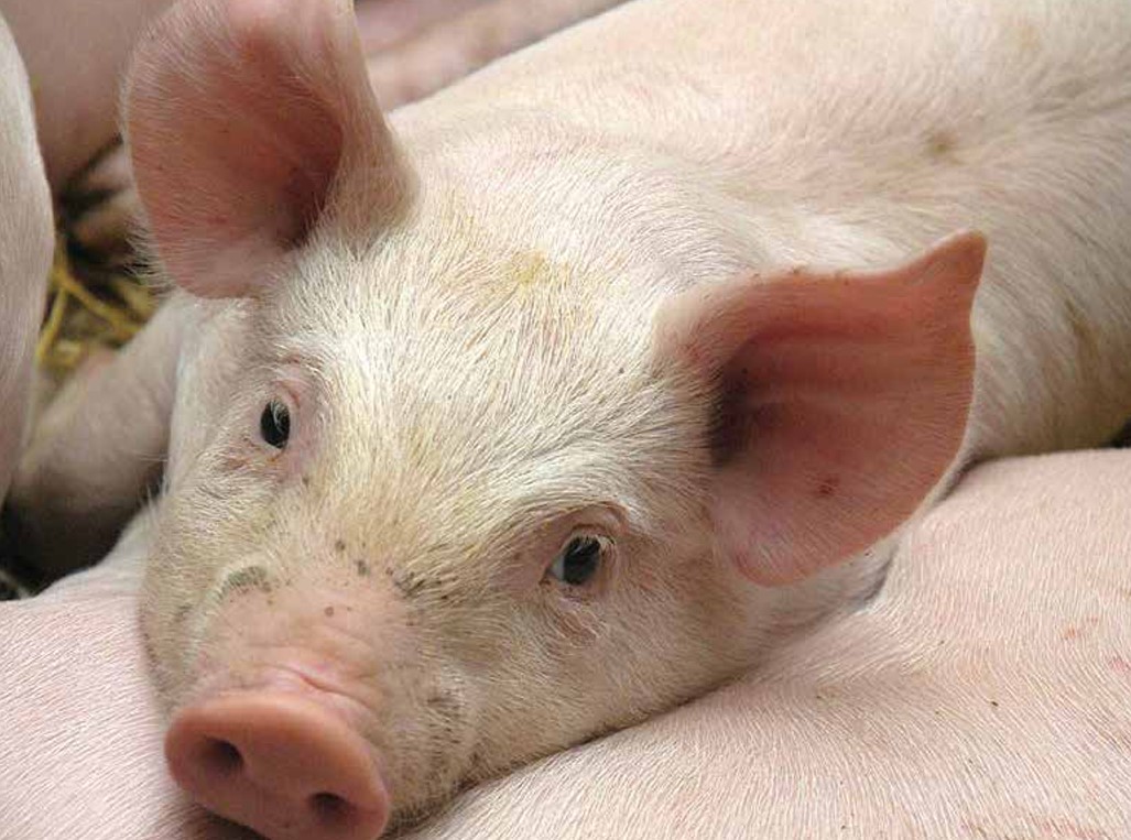 Red Tractor to progress outdoor-focused modules for pigs - Swine news ...