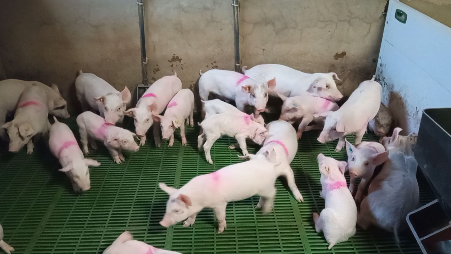 Do we know how to interpret what our pigs are telling us? - Articles - 3tres3, pig to pork community