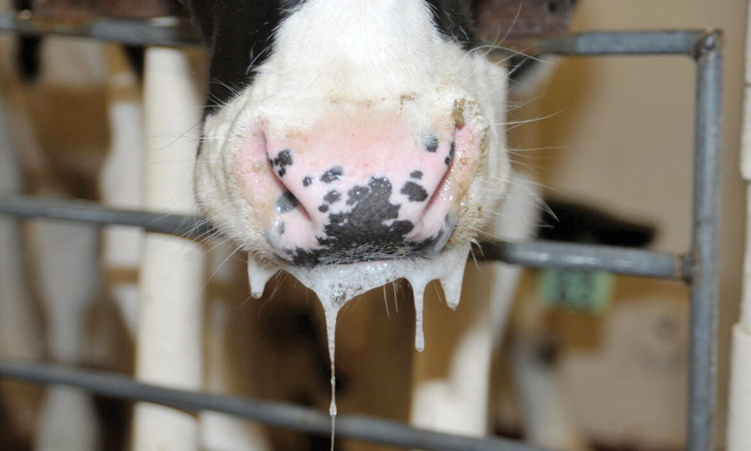 Foot and mouth disease threat puts Namibia’s meat Industry on alert ...