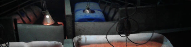 Nests for piglets in the farrowing quarters - Articles - 3tres3, pig to ...