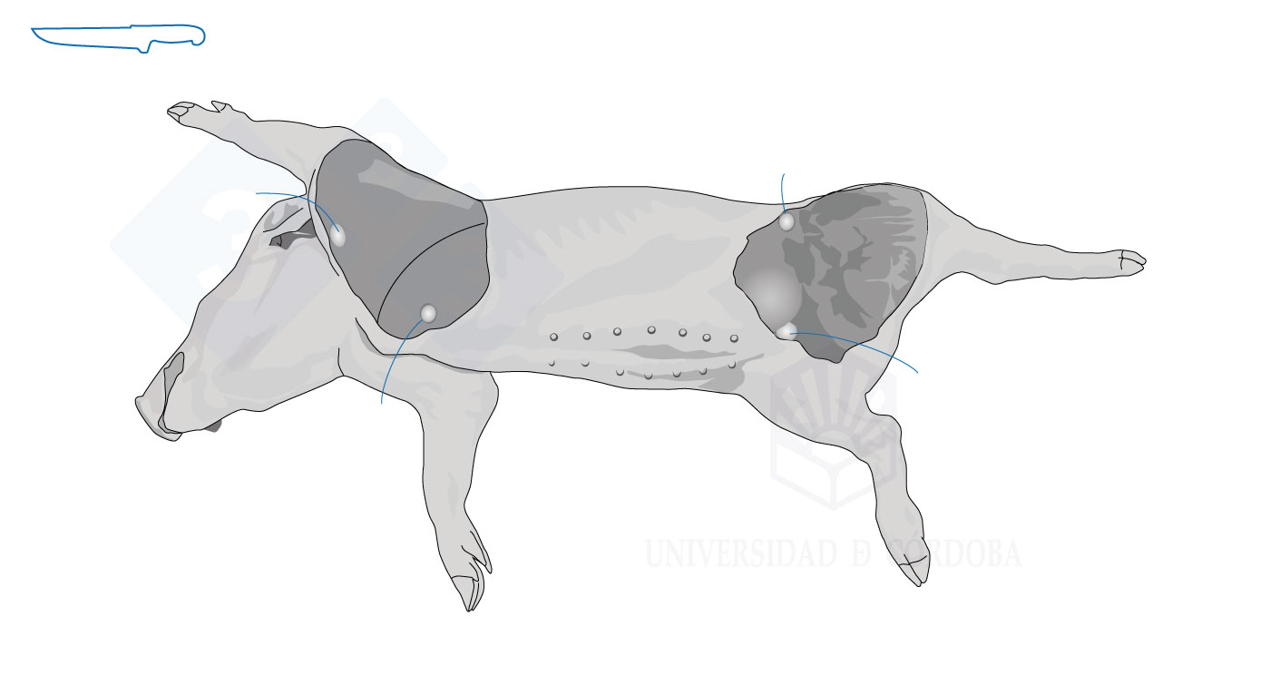 How to do a necropsy on a piglet in lateral decubitus (I) - Articles ...