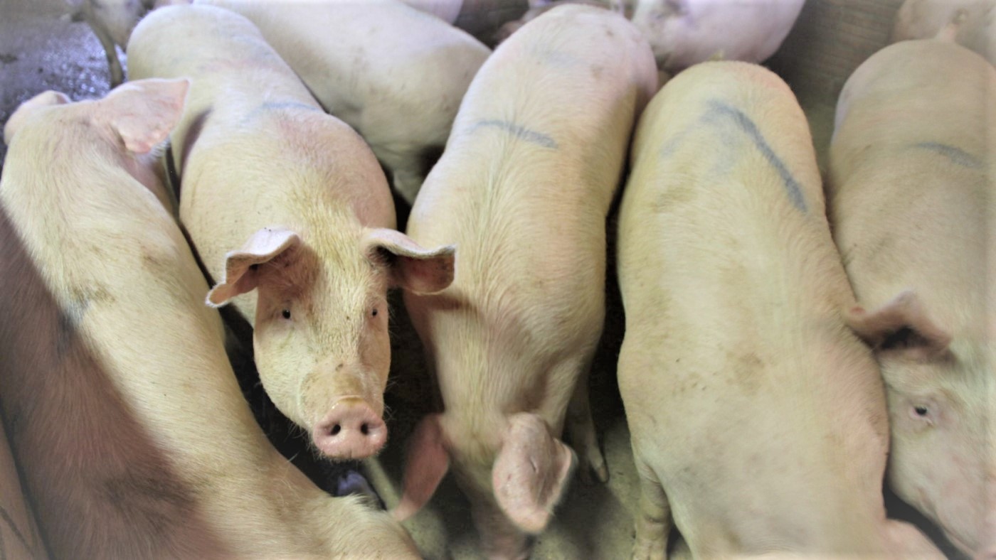 Canadá: sacrificio porcino y exportaciones e importaciones carne cerdo ...