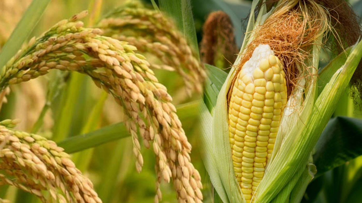 Philippines attains all-time corn and palay harvests in 2021 - Noticias ...