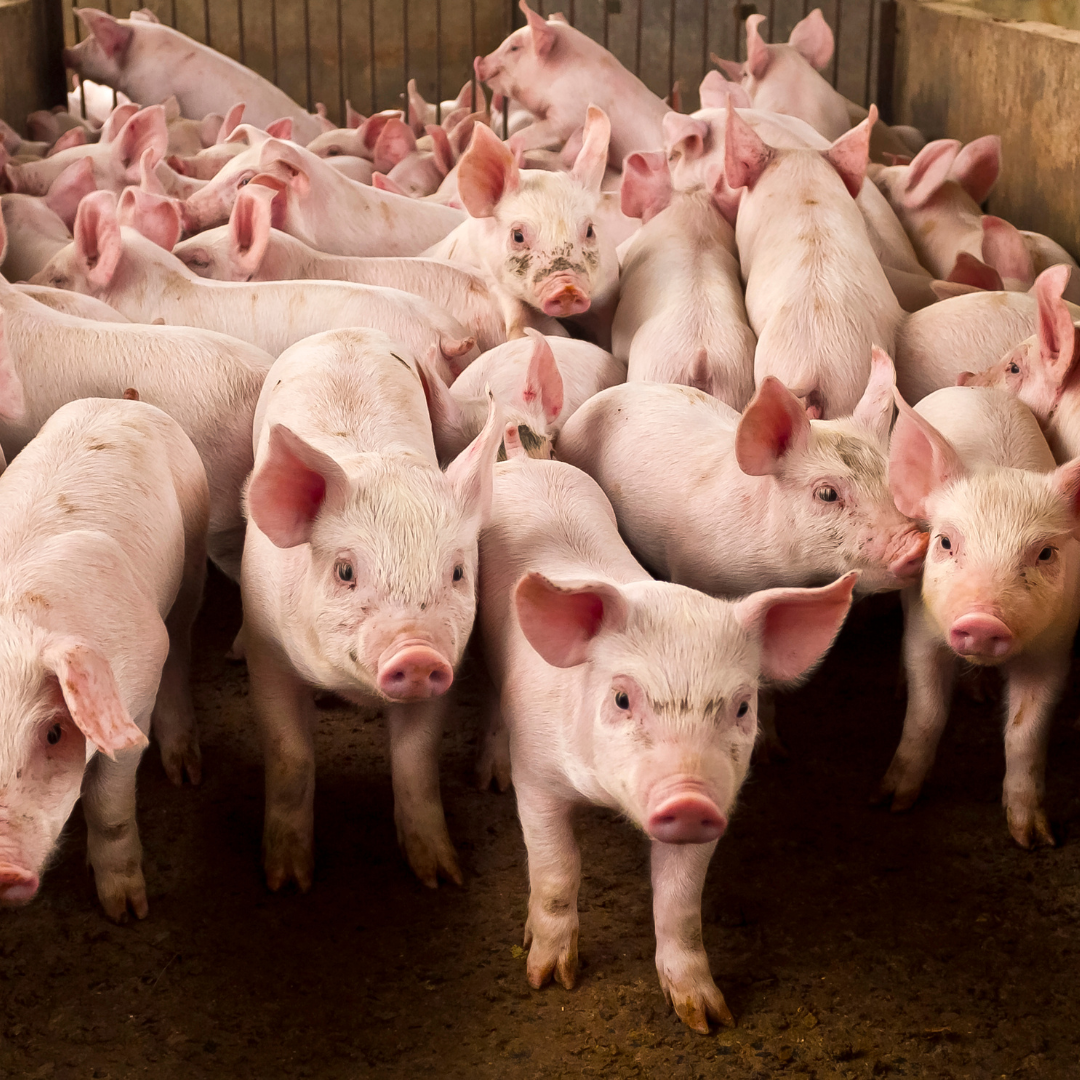 El mercado de la carne de cerdo fluctúan a principios de mes - Noticias ...