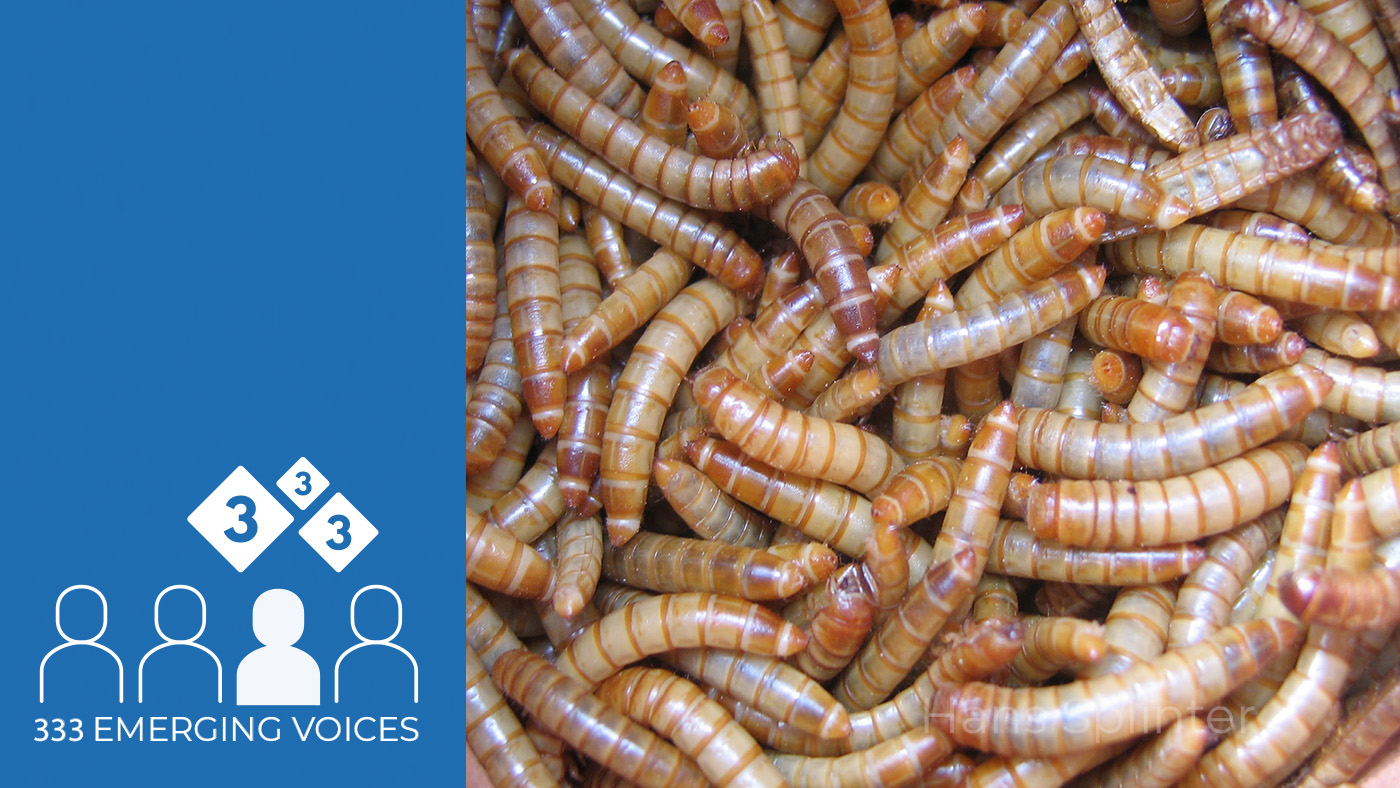 333 Emerging Voices: Inclusión de harina de Tenebrio molitor en cerdos ...