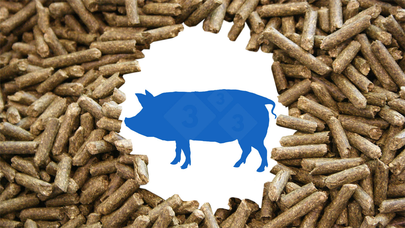 ¿Cómo puede la nutrición ayudar a los cerdos ante desafíos sanitarios ...