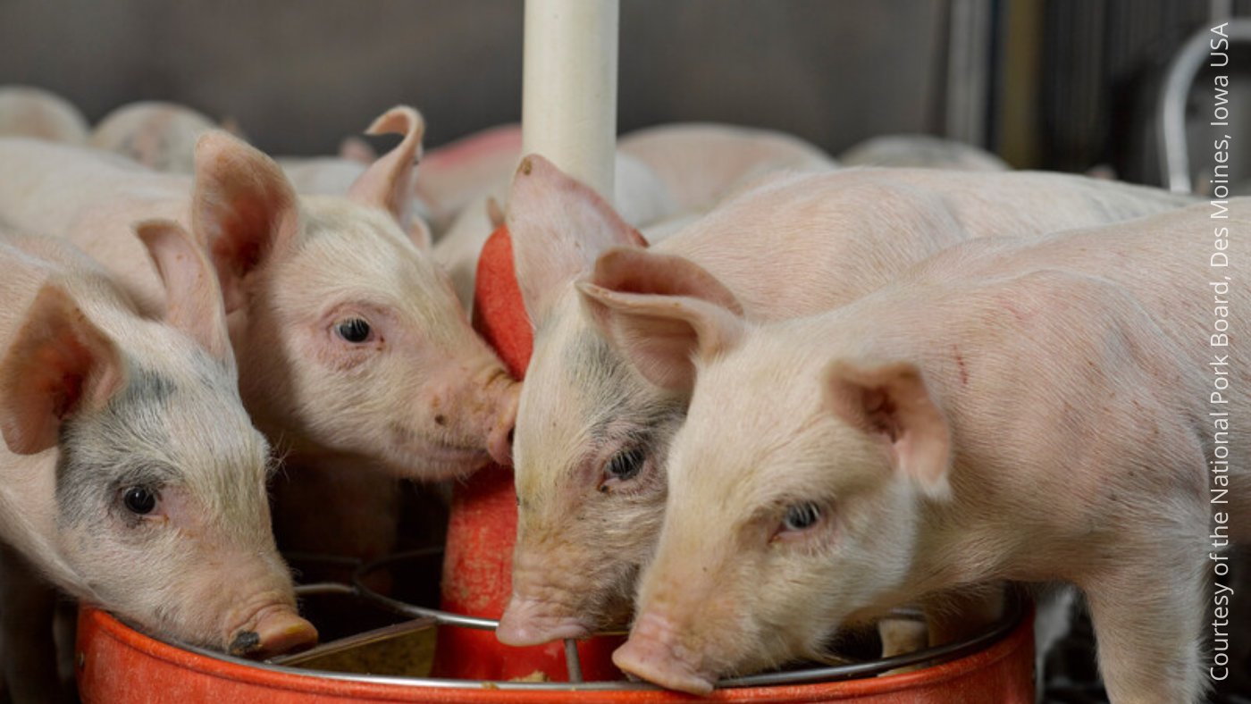 Futterstruktur und Gesundheit der Ferkel - Artikel - 3tres3.com/de ...