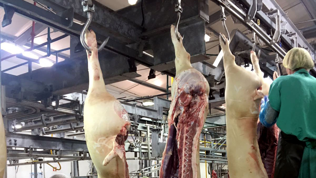 Danish Crown: Umstrukturierung der Produktion - Branchennews - 3tres3.com/de, Alles über Schweine