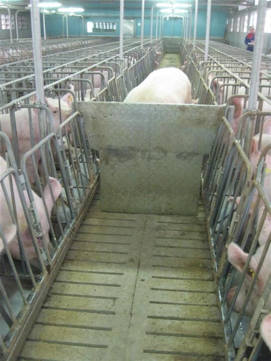 Tipp: Trennwand zum Absperren der Gänge während der Brunstkontrolle ...