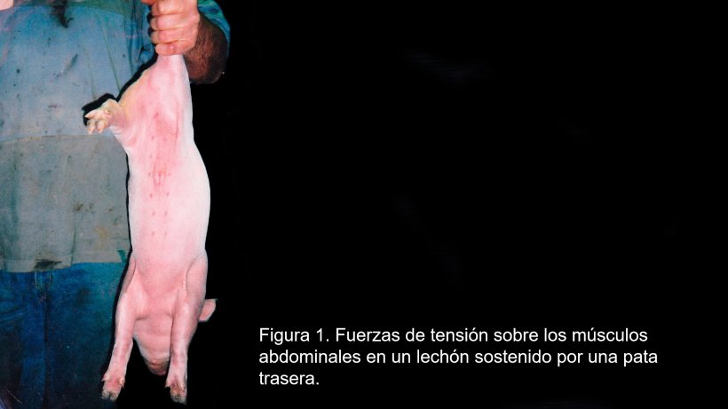 Agarrando Lechones Artículos 3tres3 Latam La Página Del Cerdo