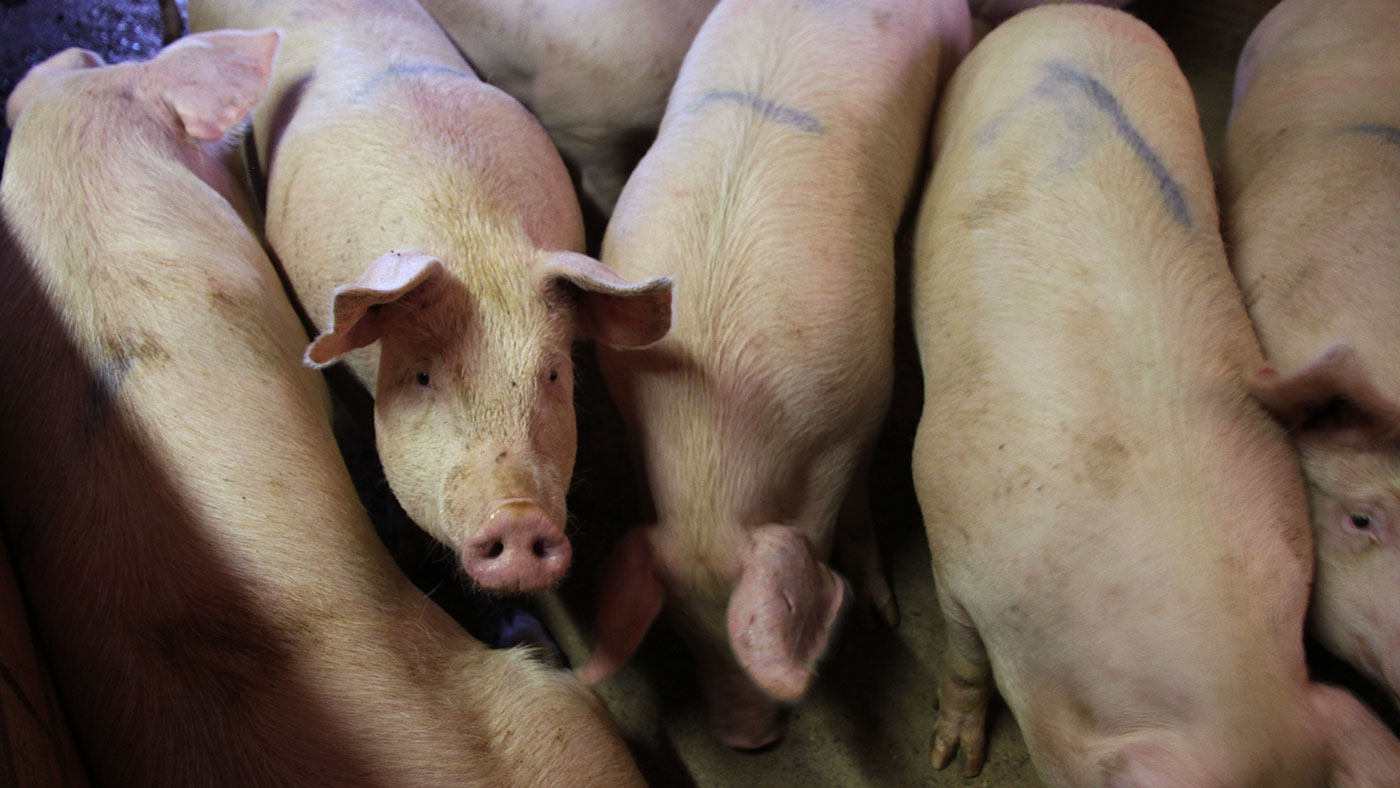 El optimismo estalla en EEUU pese a la gran oferta de cerdos ...