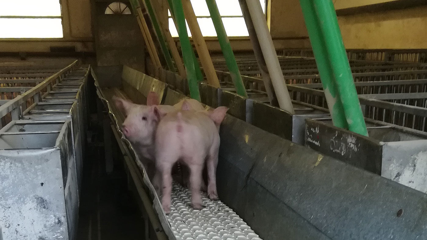 Cómo mover lechones rápidamente y sin cansarse - Artículos - 3tres3 ...