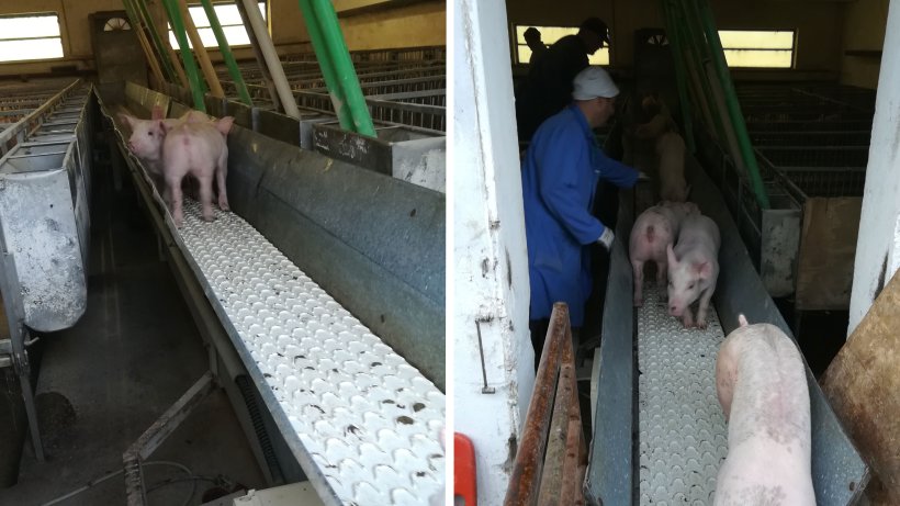 Cómo mover lechones rápidamente y sin cansarse - Artículos - 3tres3 ...