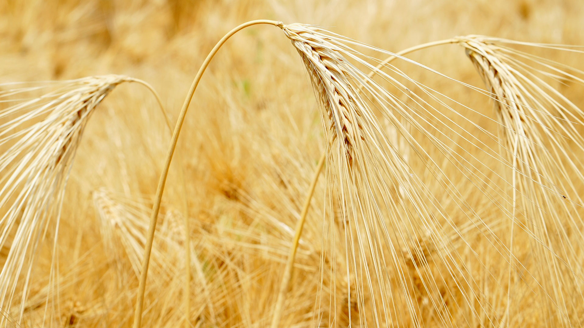 Cebada - Artículos - 3tres3 LATAM, la página del Cerdo