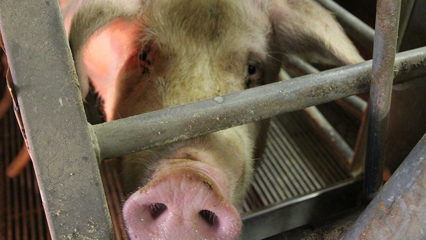 Destetados por cerda de baja, el índice escondido - Artículos - 3tres3 ...