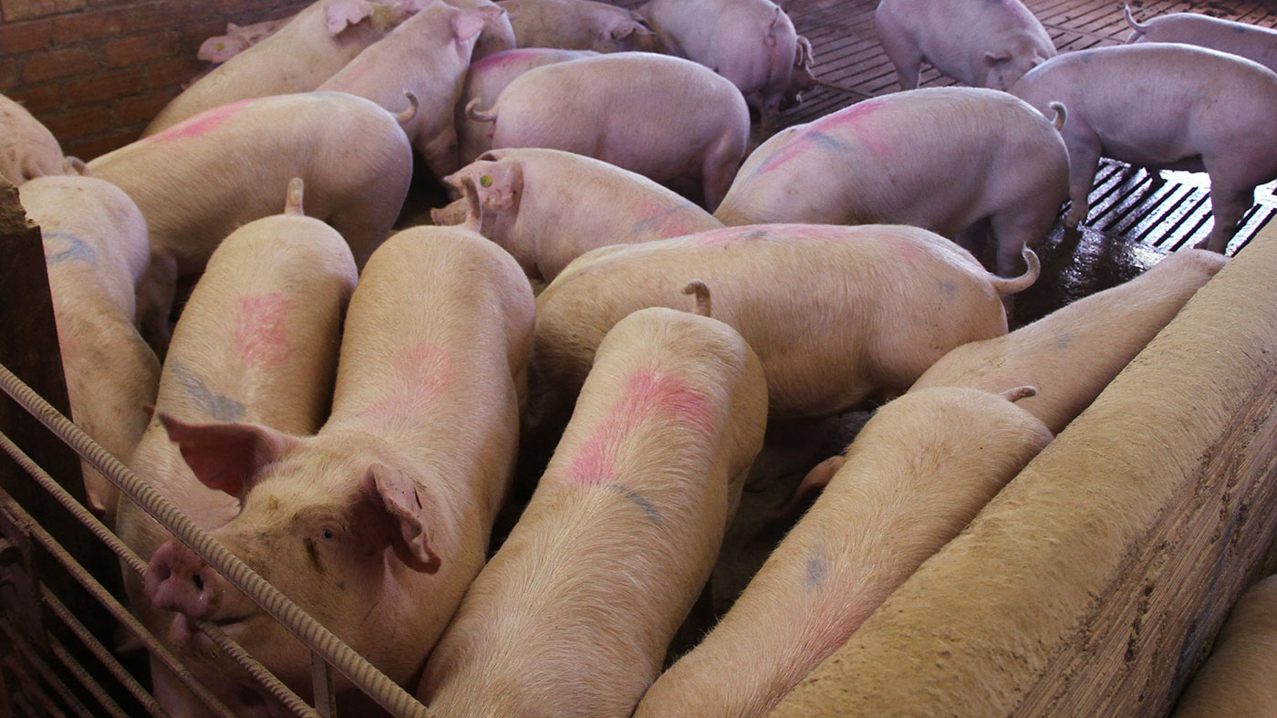 Superficie disponible por cerdo y rendimientos productivos - Artículos ...