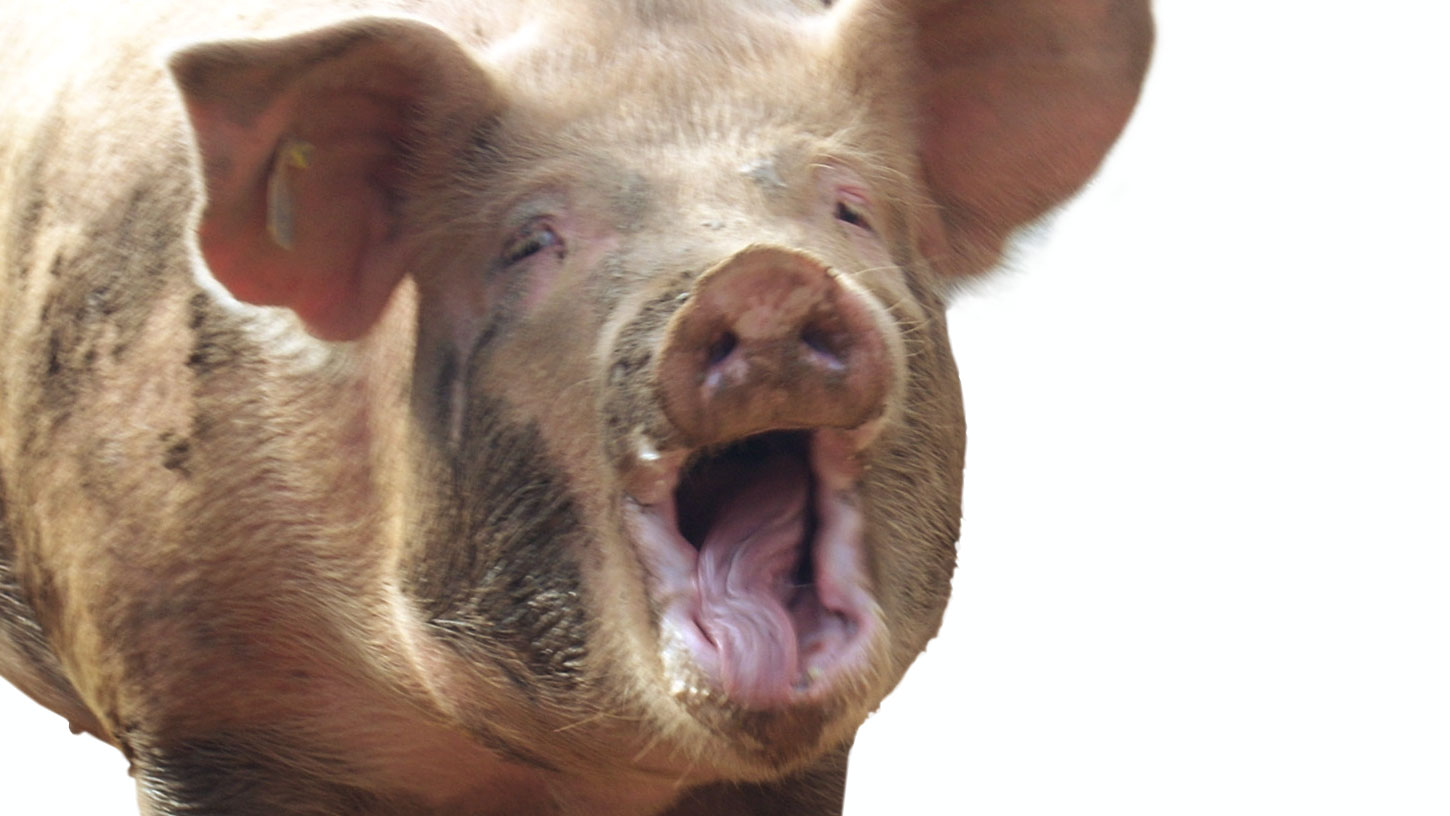 Comportamiento alimentario y consumo de cerdas bajo estrés por calor ...