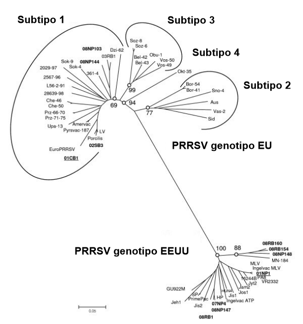 La evolución del virus PRRS tipo 1 explicada por el Dr. Hans Nauwynck ...