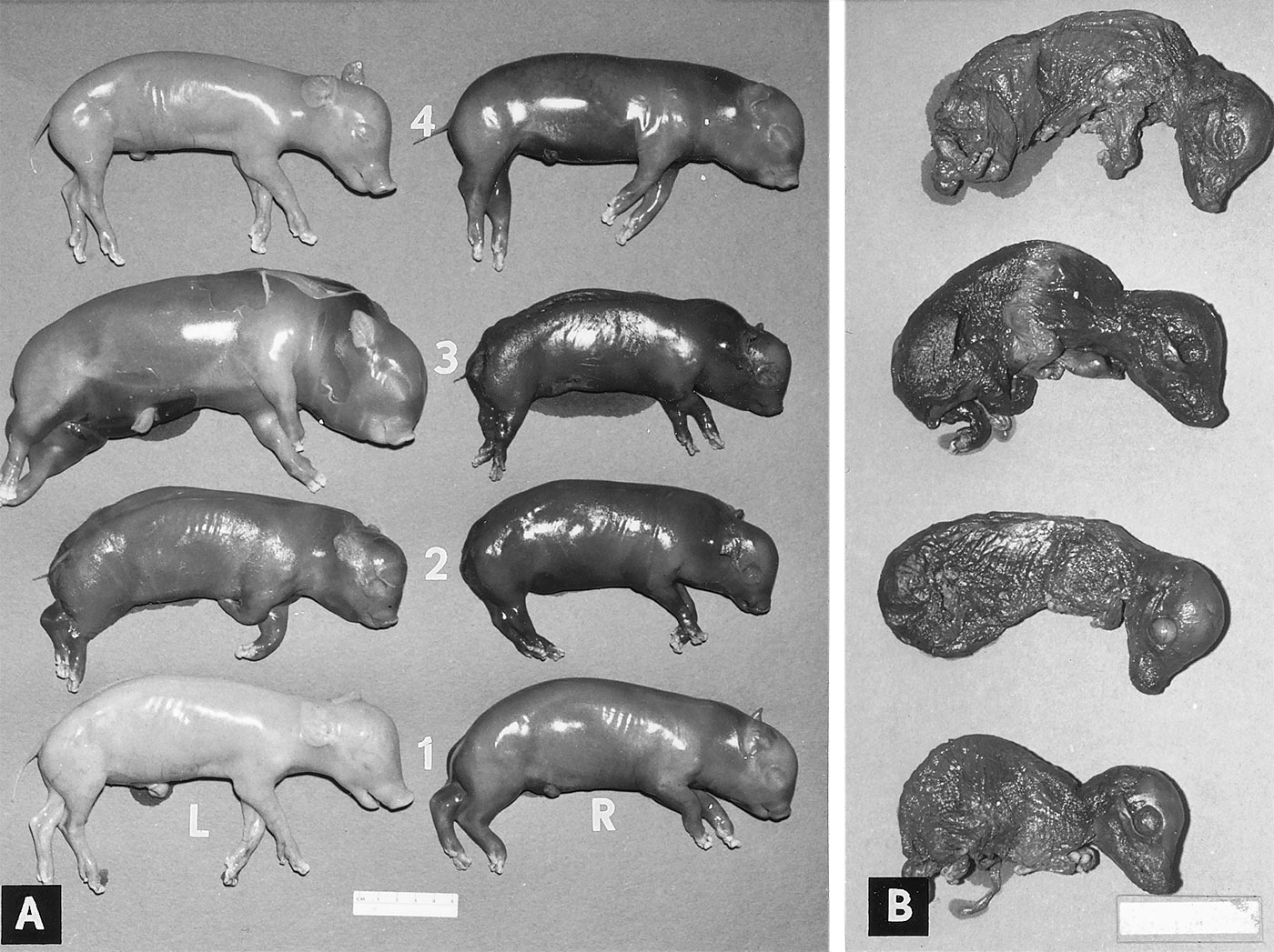 Evolución del parvovirus porcino: implicación de las nuevas cepas ...