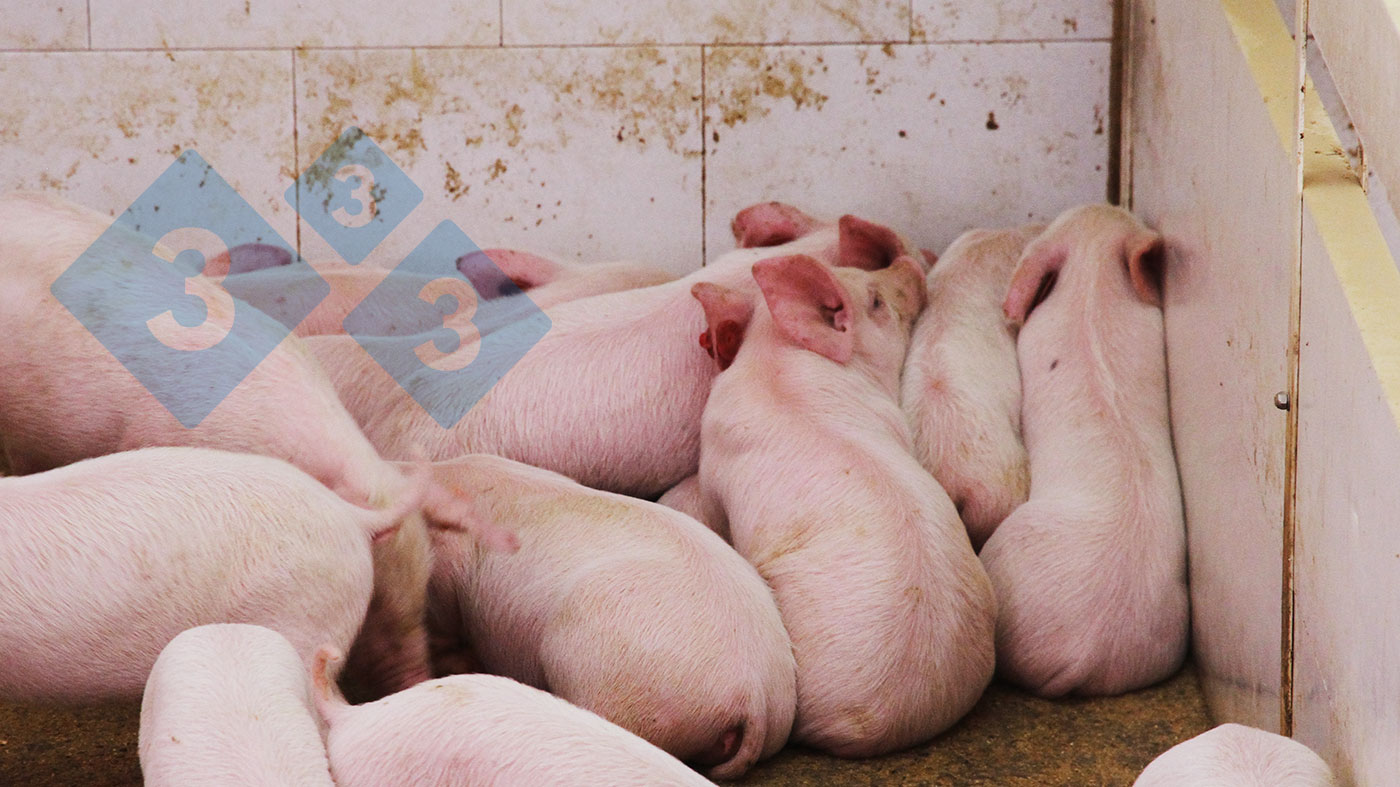 Nuevos abordajes a los problemas de siempre en lechones de transición ...