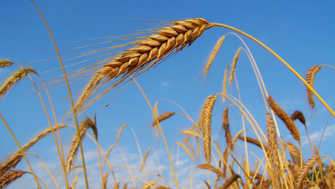 Centeno - Artículos - 3tres3 LATAM, la página del Cerdo
