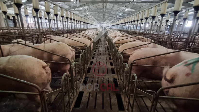 Establecimiento Porcal, granja cordobesa produce más de 4 toneladas ...
