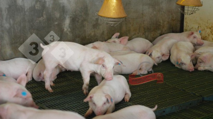 Jamones del Huila: ejemplo de desarrollo y eficiencia en Colombia ...