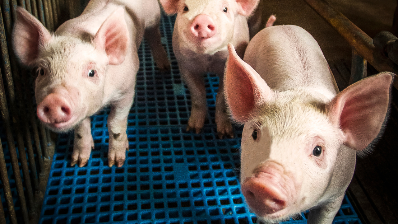 Colombia: ICA realizó visita de auditoria en BPG en Boyacá - Noticias ...