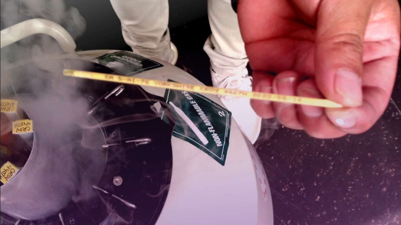 Primera importación de semen congelado al Perú - Notas de prensa del sector porcino - 3tres3 ...