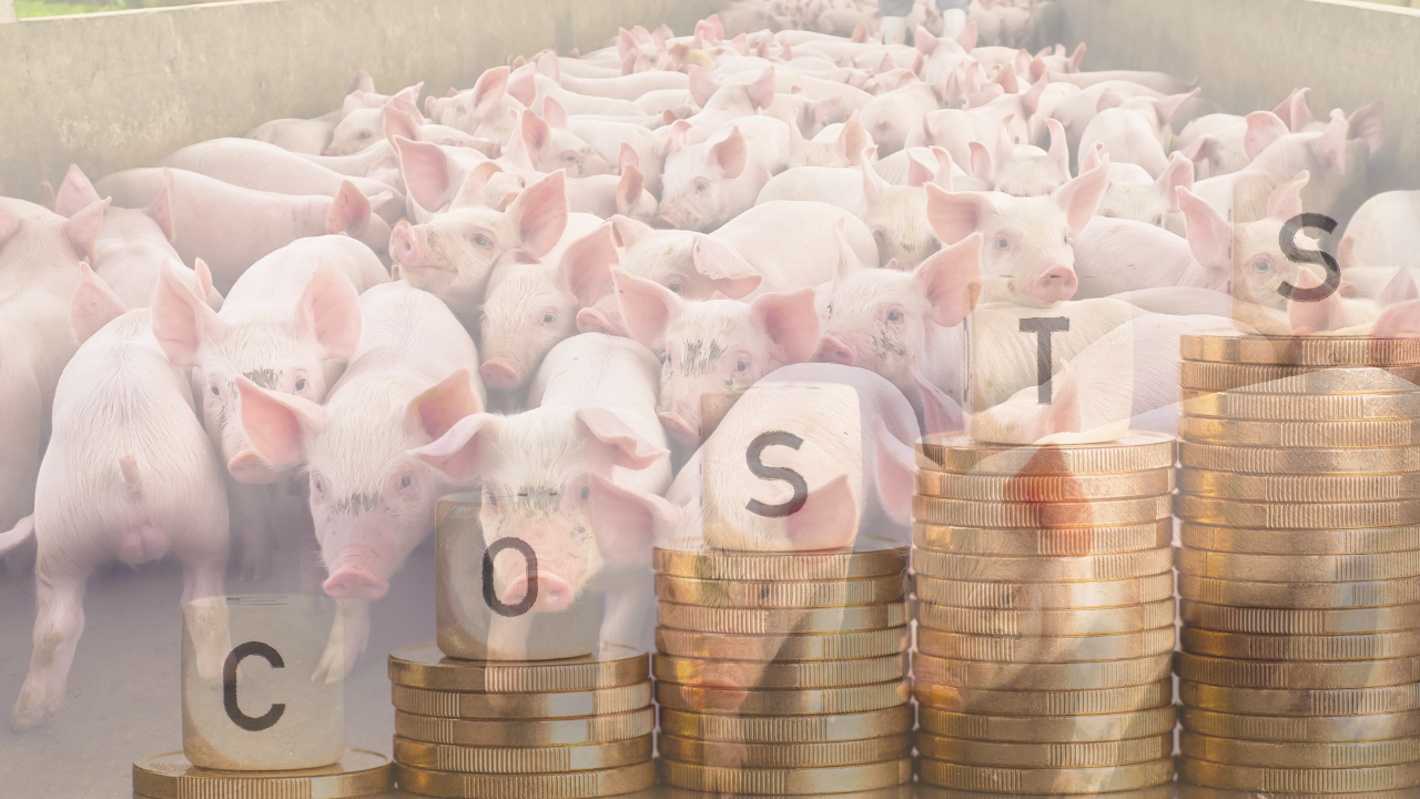 Factores clave costos de producción: impacto peso de la canal porcina ...